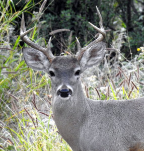 Coues Deer – Alcampo Hunting Adventures